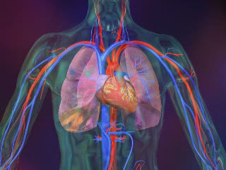 OS PULMÕES - Cloreto de Magnésio P.A.